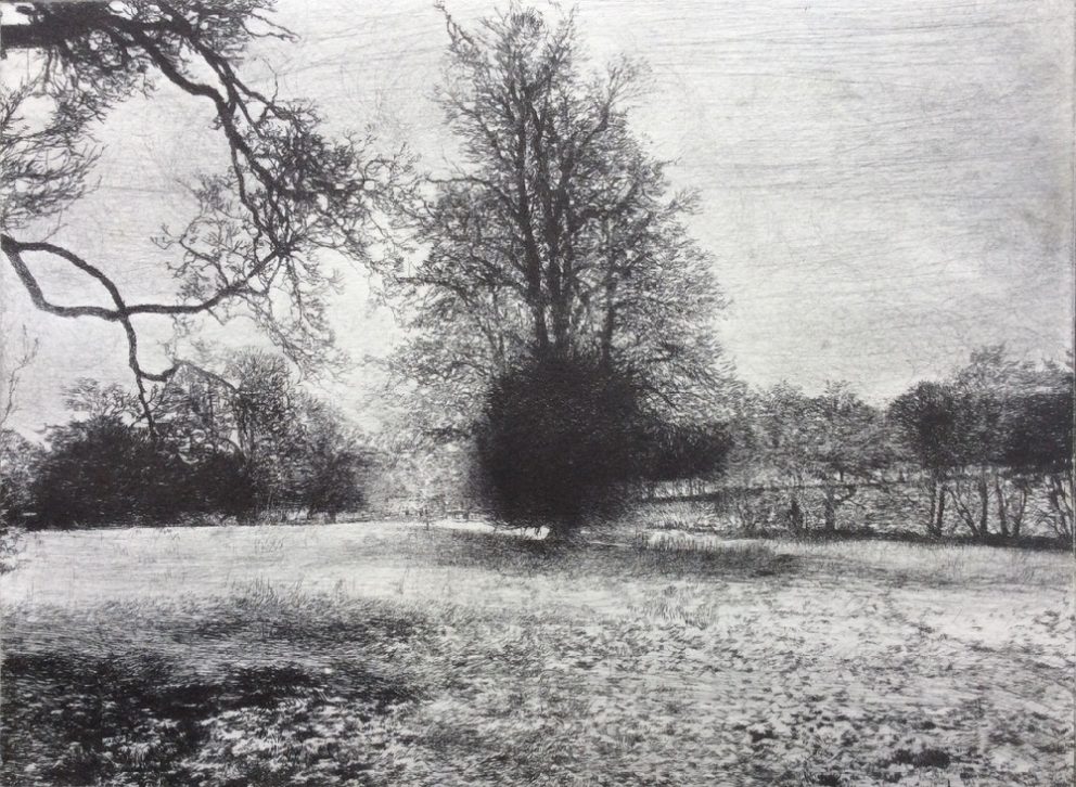 Brian Hindmarch. Lime Tree - Wharfedale. Drypoint
